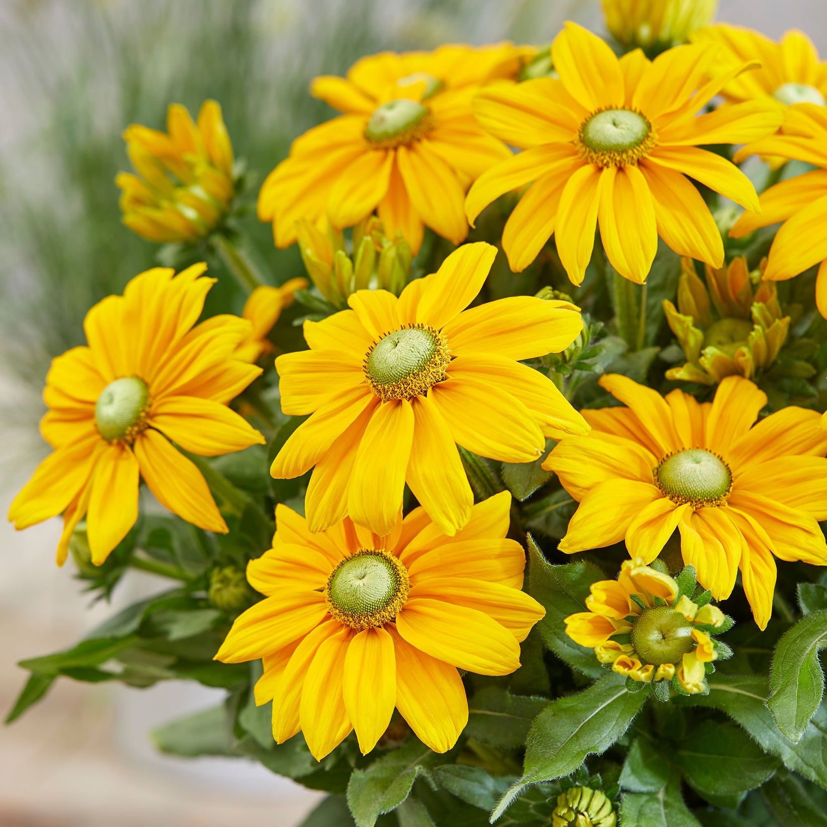 Rudbeckia 'Sunbeckia Ophelia' | Outdoor Plants – Gardeners Dream