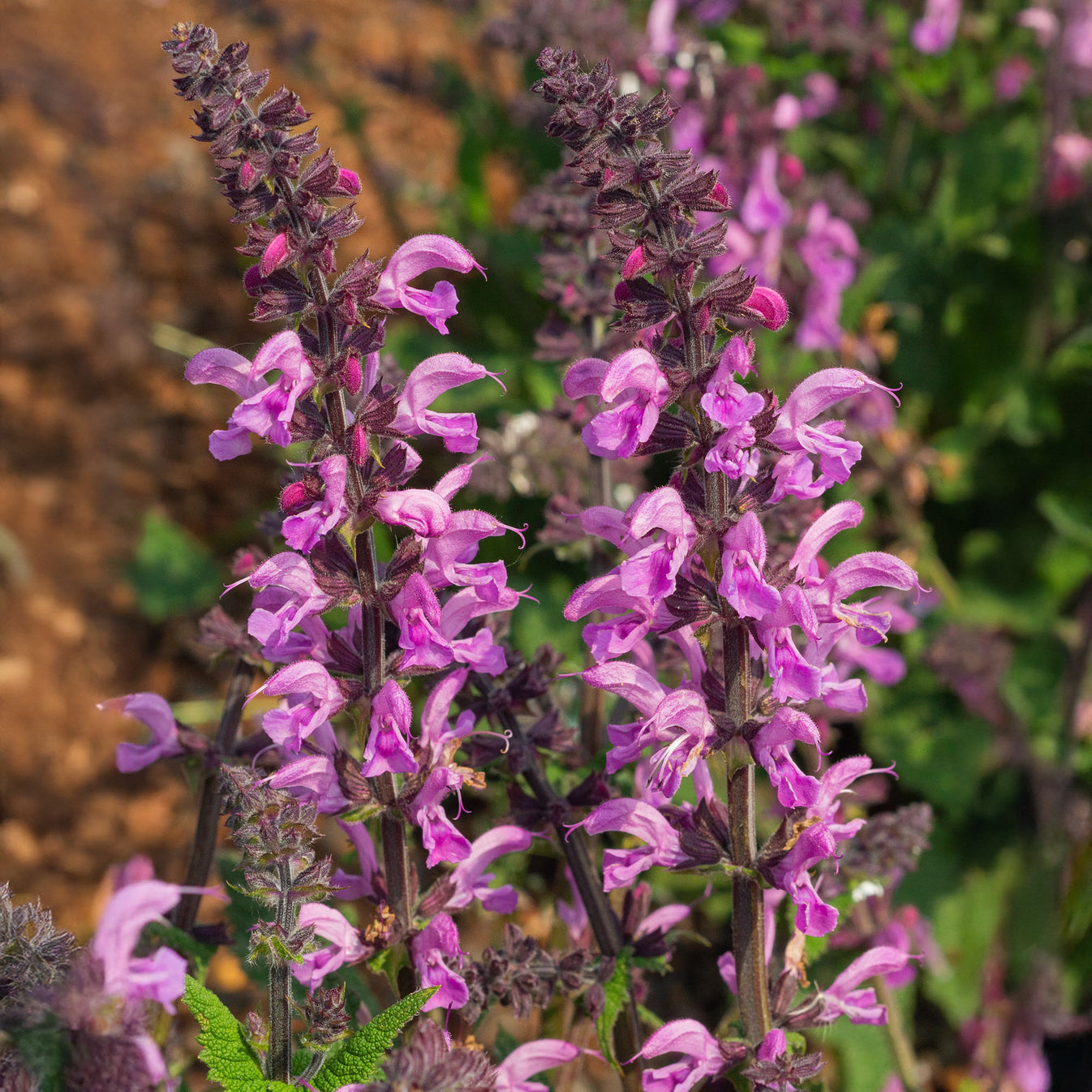Salvia 'Pretty In Pink' | Outdoor Plants – Gardeners Dream