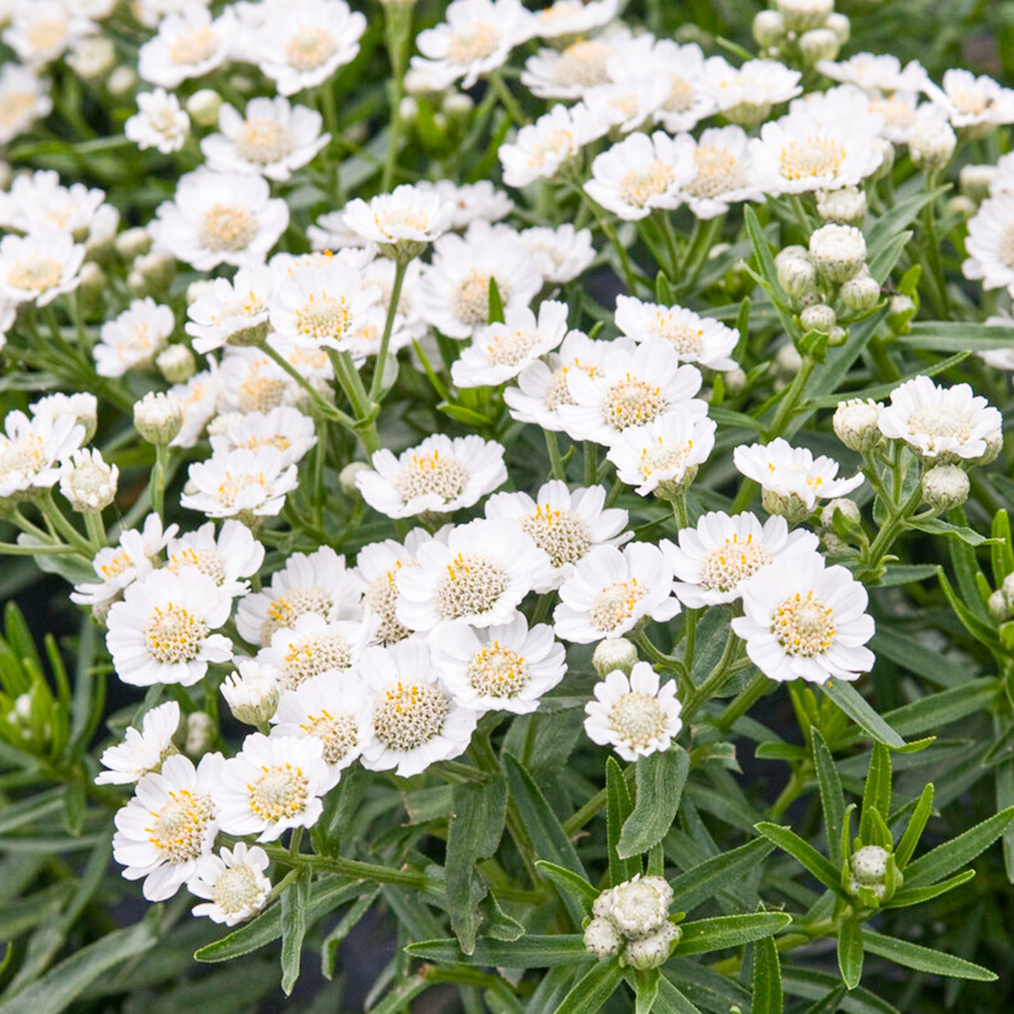 Achillea 'Nana Compacta' | Outdoor Plants – Gardeners Dream