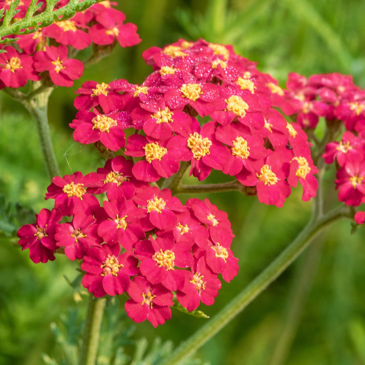 Achillea 'Paprika' | Outdoor Plants – Gardeners Dream