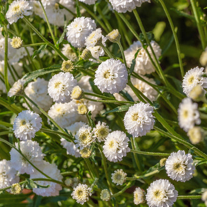 Achillea 'Peter Cottontail' | Outdoor Plants – Gardeners Dream