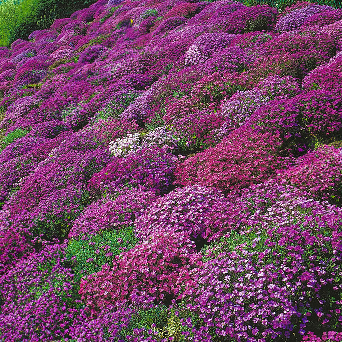 Aubrieta Cascade Garden Mix | Rock Cress – Gardeners Dream