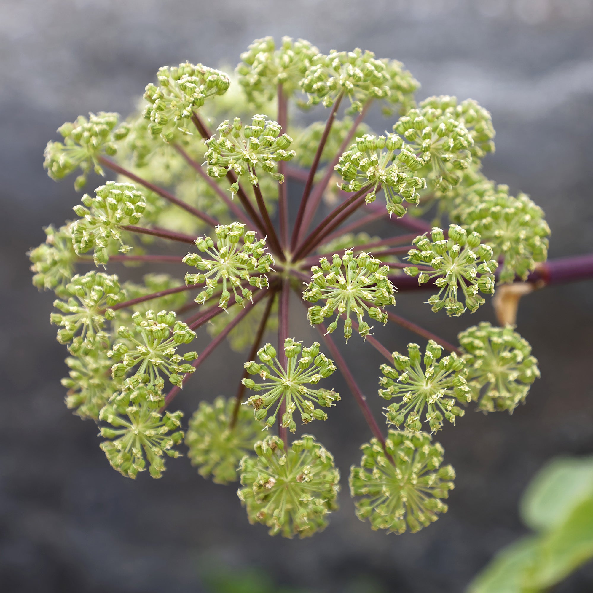 Angelica archangelica | Norwegian Anglelica – Gardeners Dream