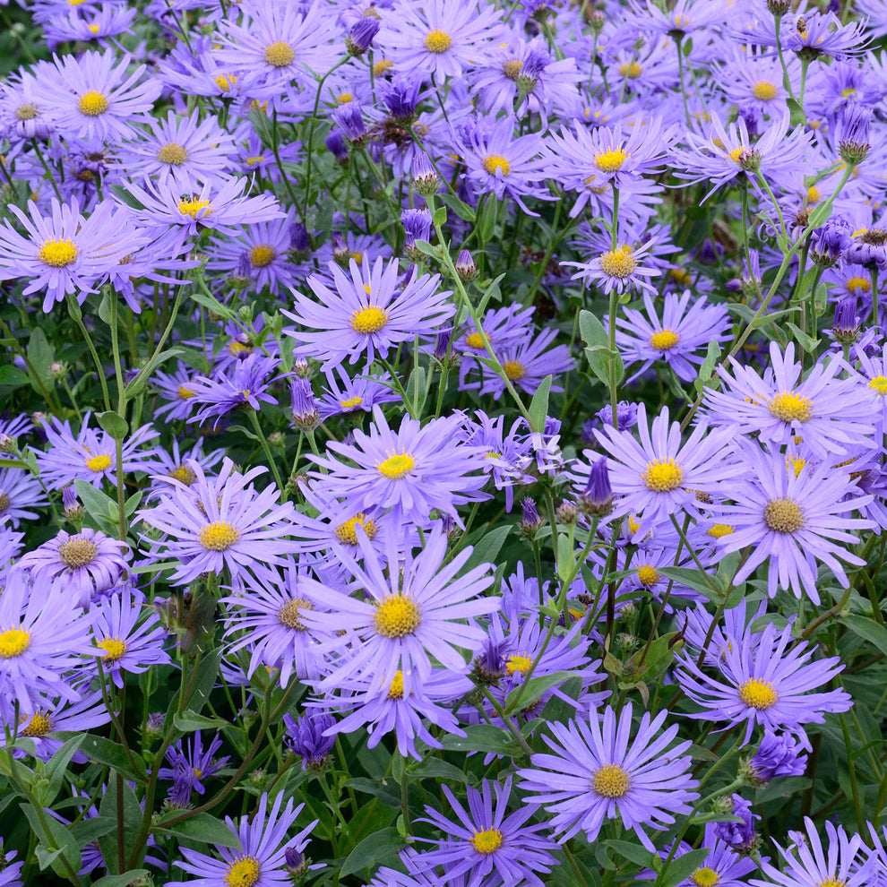 Aster x frikartii 'Mönch' | Michaelmas Daisy – Gardeners Dream