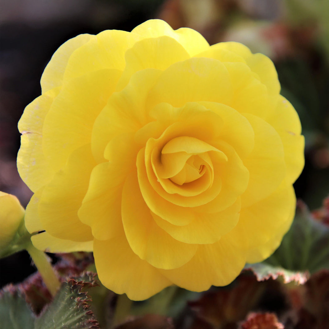 Begonia Tubers | Begonia Bulbs | Gardeners Dream