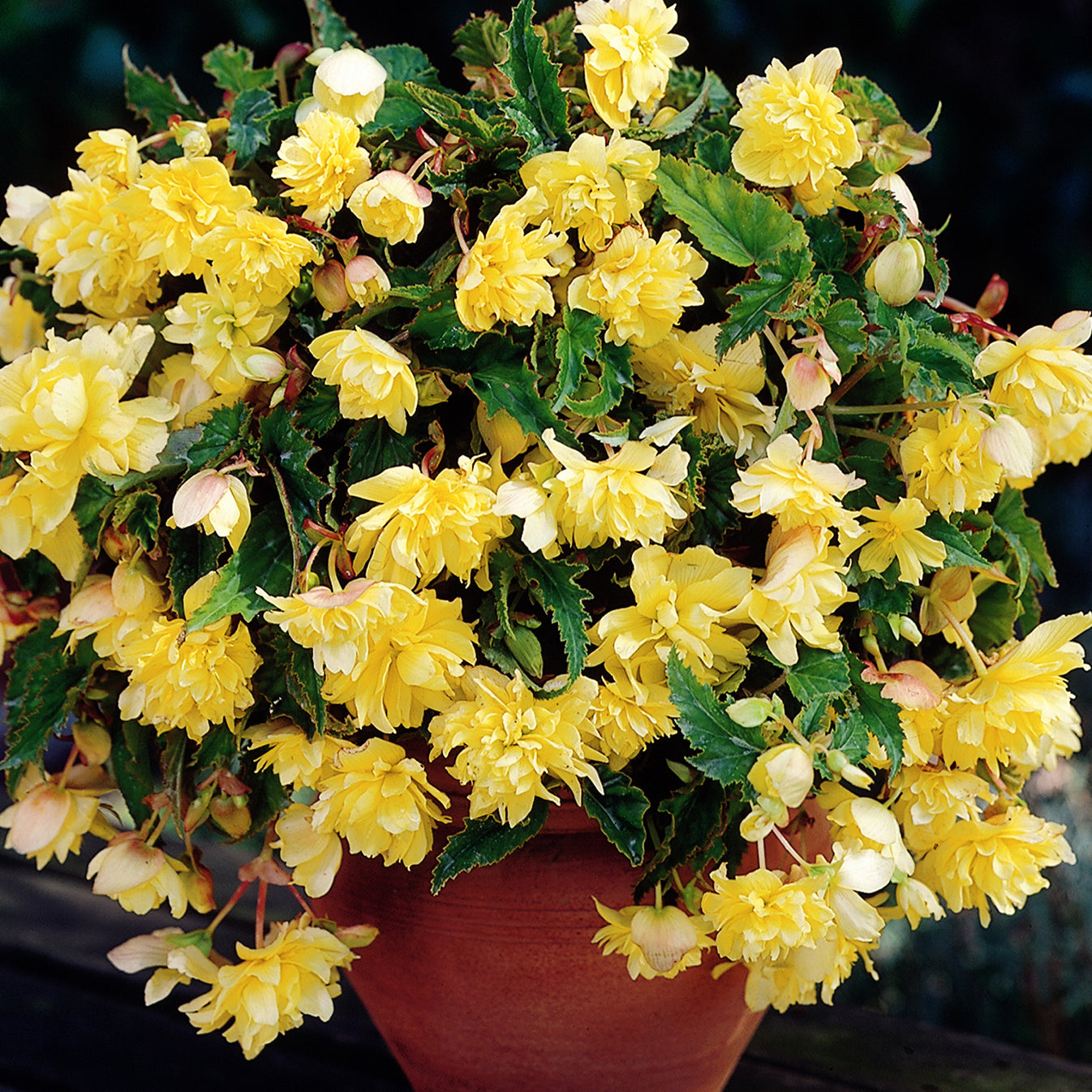 Begonia 'Yellow Cascade', Begonia | Free UK Delivery over £50 ...