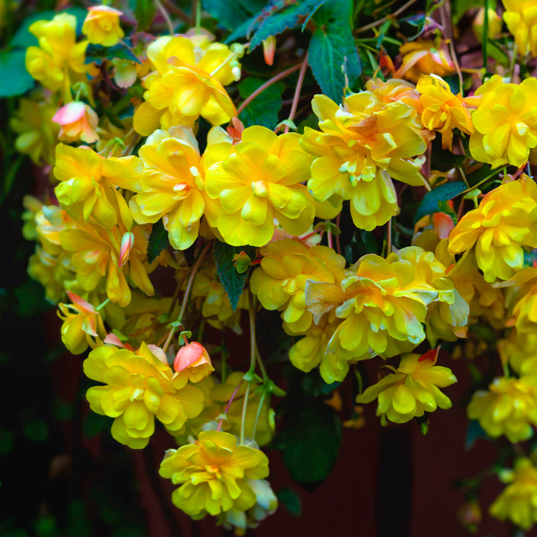 Begonia 'Trailing Lemon' | Begonia Tuberous – Gardeners Dream