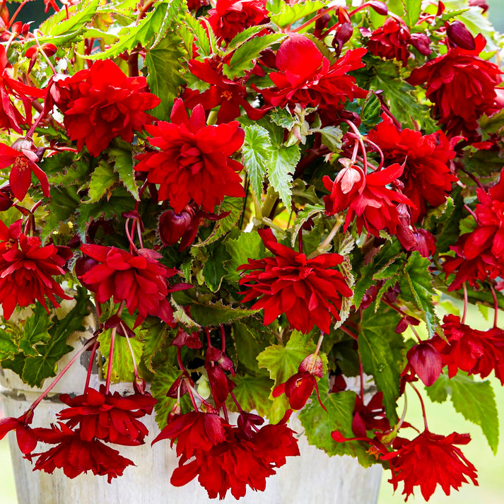 Begonia 'Trailing Scarlet' | Begonia Tuberous – Gardeners Dream