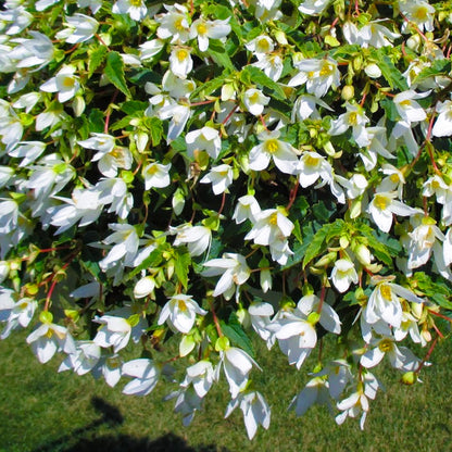 Begonia 'Trailing White' | Begonia Tuberous – Gardeners Dream