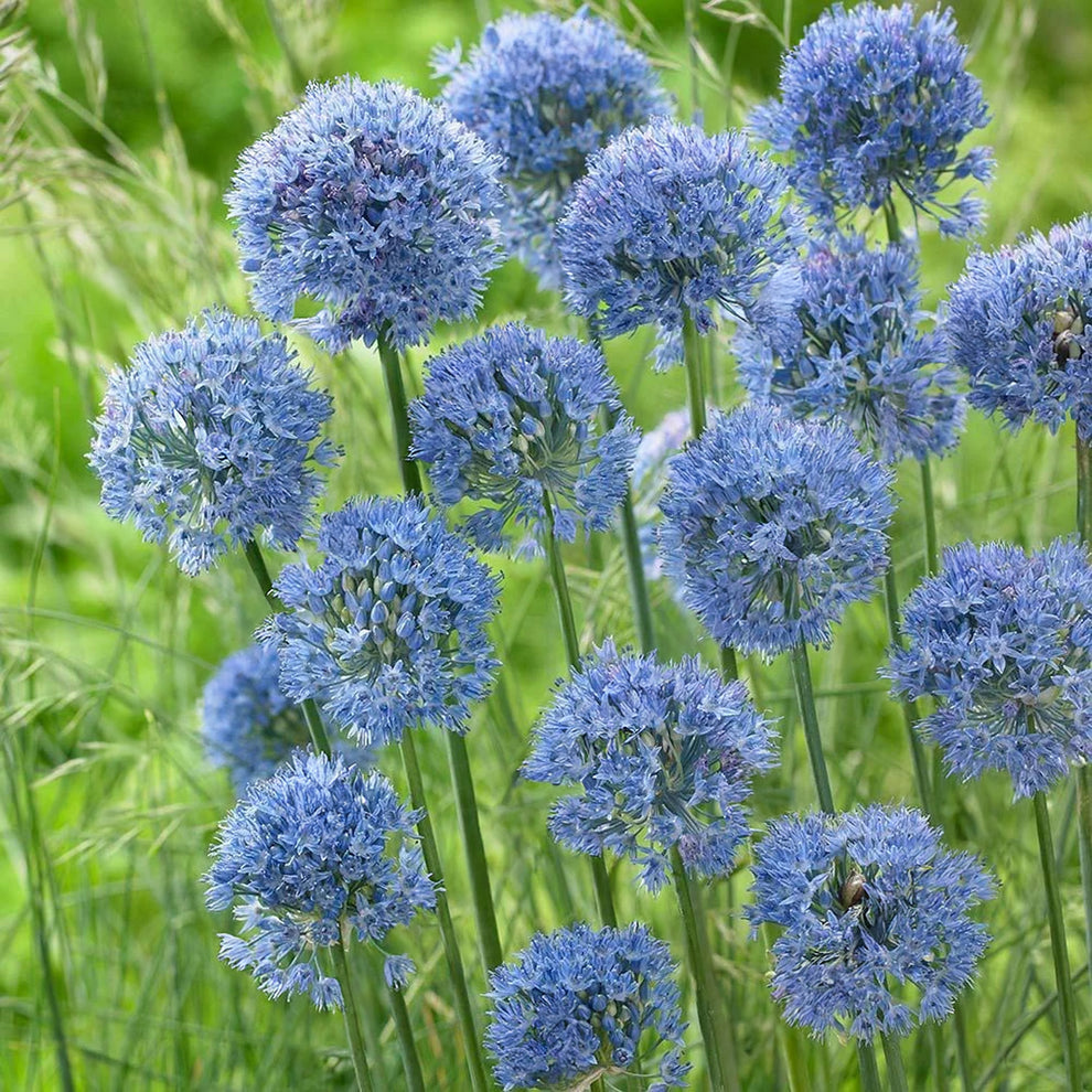 Allium caeruleum | Ornamental Onion – Gardeners Dream