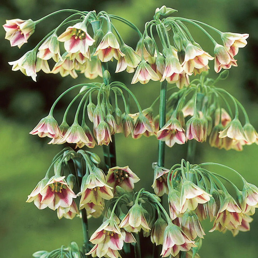 Allium siculum | Sicilian Honey Garlic – Gardeners Dream