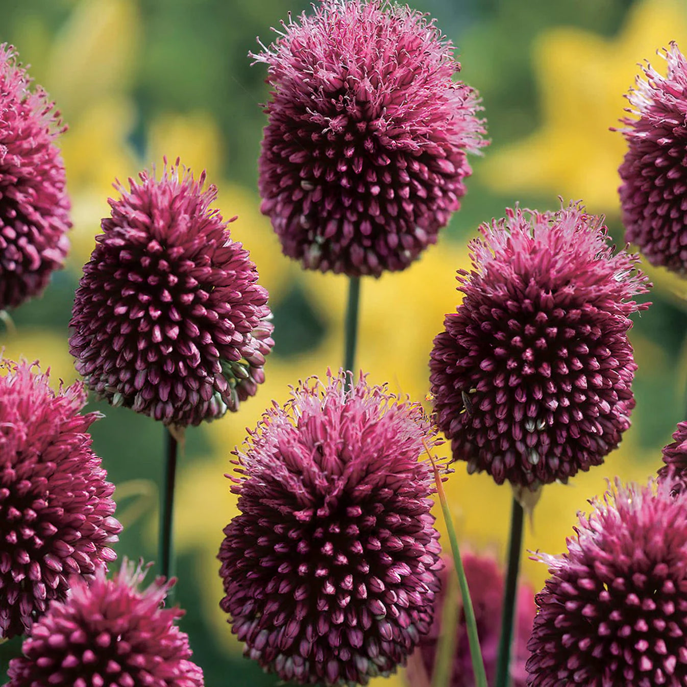 Allium sphaerocephalon | Round-Headed Leek – Gardeners Dream