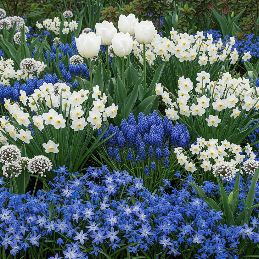 Blue & White Border Mix | Mixed Varieties – Gardeners Dream