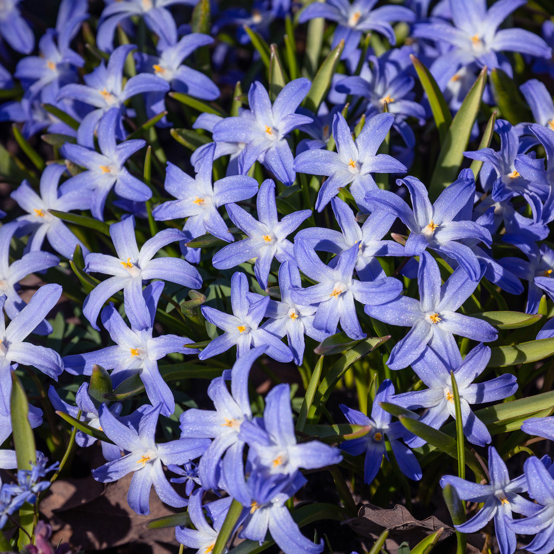 Chionodoxa luciliae | Glory of the Snow – Gardeners Dream
