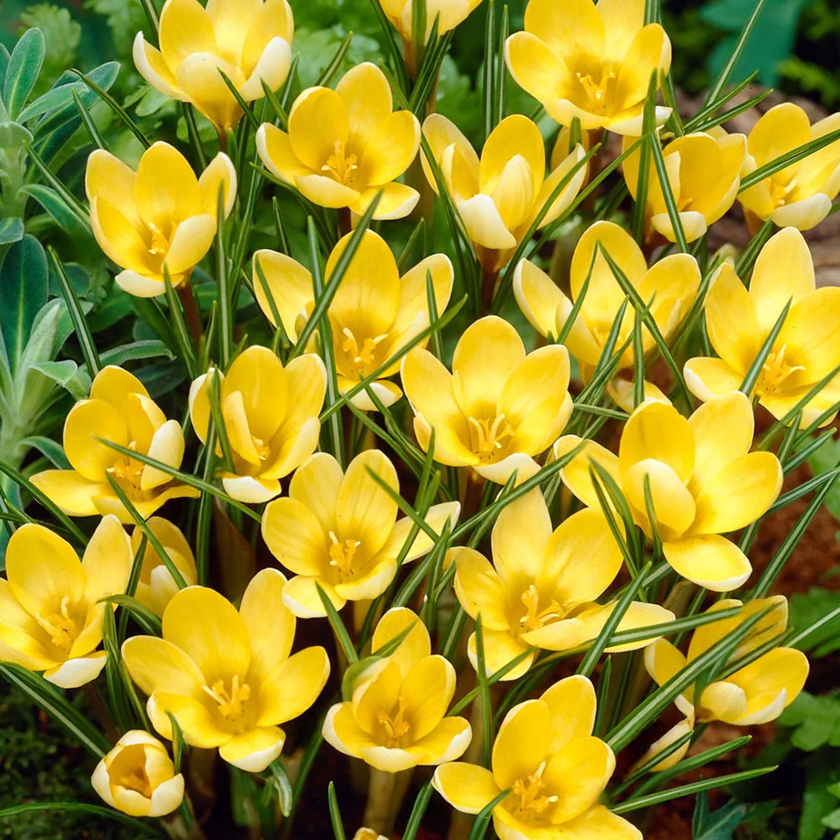Crocus 'Romance' | Early Crocus – Gardeners Dream