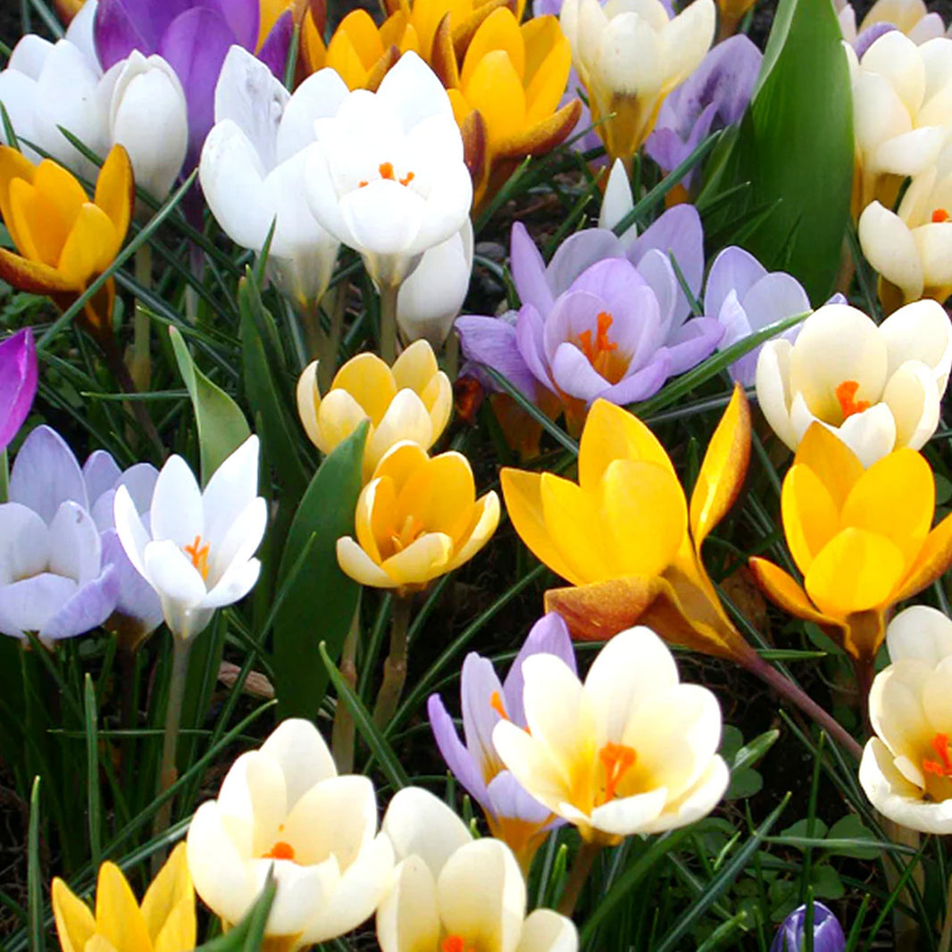 Crocus Bulbs | Purple, Yellow & White Crocuses | Gardeners Dream