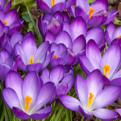 Crocus 'Ruby Giant' | Early Crocus – Gardeners Dream