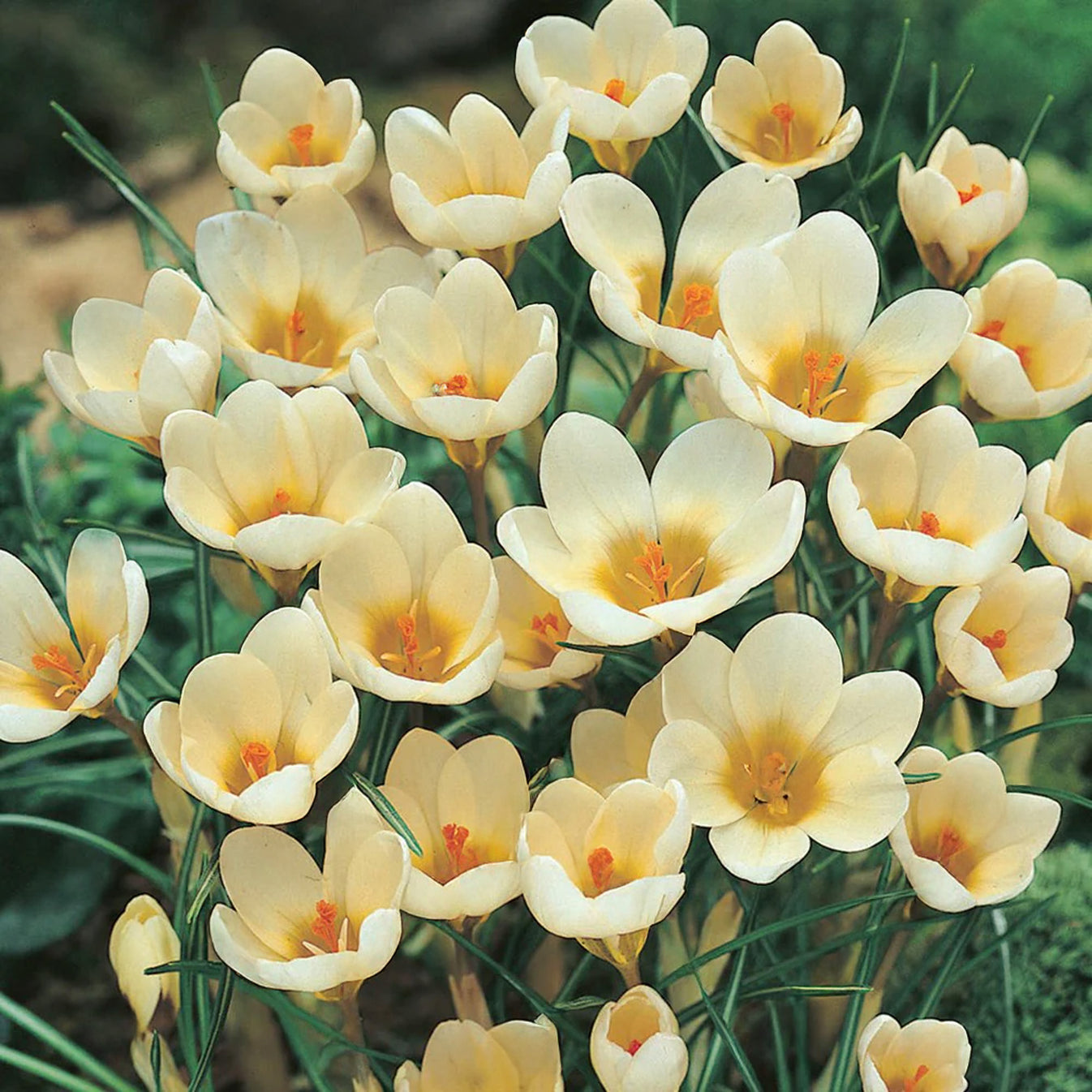 Crocus chrysanthus 'Cream Beauty' | Species Crocus – Gardeners Dream