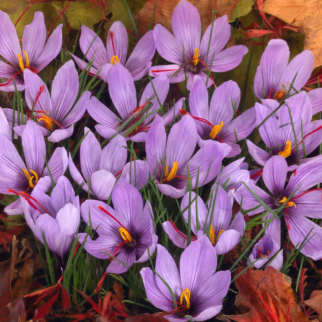 Crocus Bulbs | Purple, Yellow & White Crocuses | Gardeners Dream