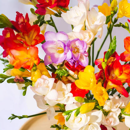 Freesia Single-Flowering Garden Mix | Freesia – Gardeners Dream