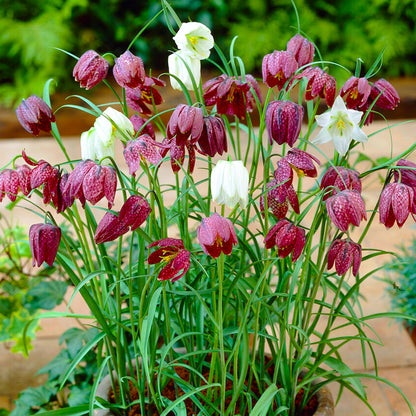Fritillaria meleagris Garden Mix | Snake's Head Fritillary – Gardeners ...