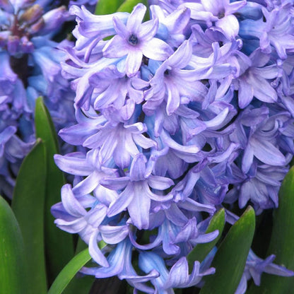 Hyacinthus orientalis 'Delft Blue' | Hyacinth – Gardeners Dream