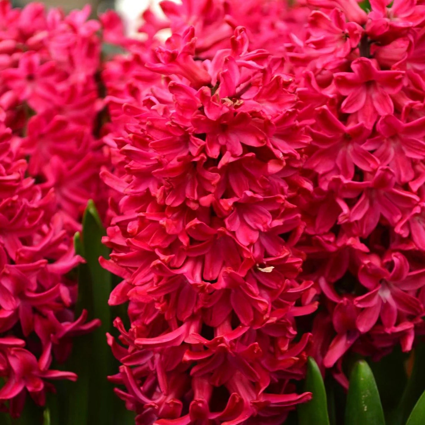 Hyacinthus orientalis 'Jan Bos' | Hyacinth – Gardeners Dream