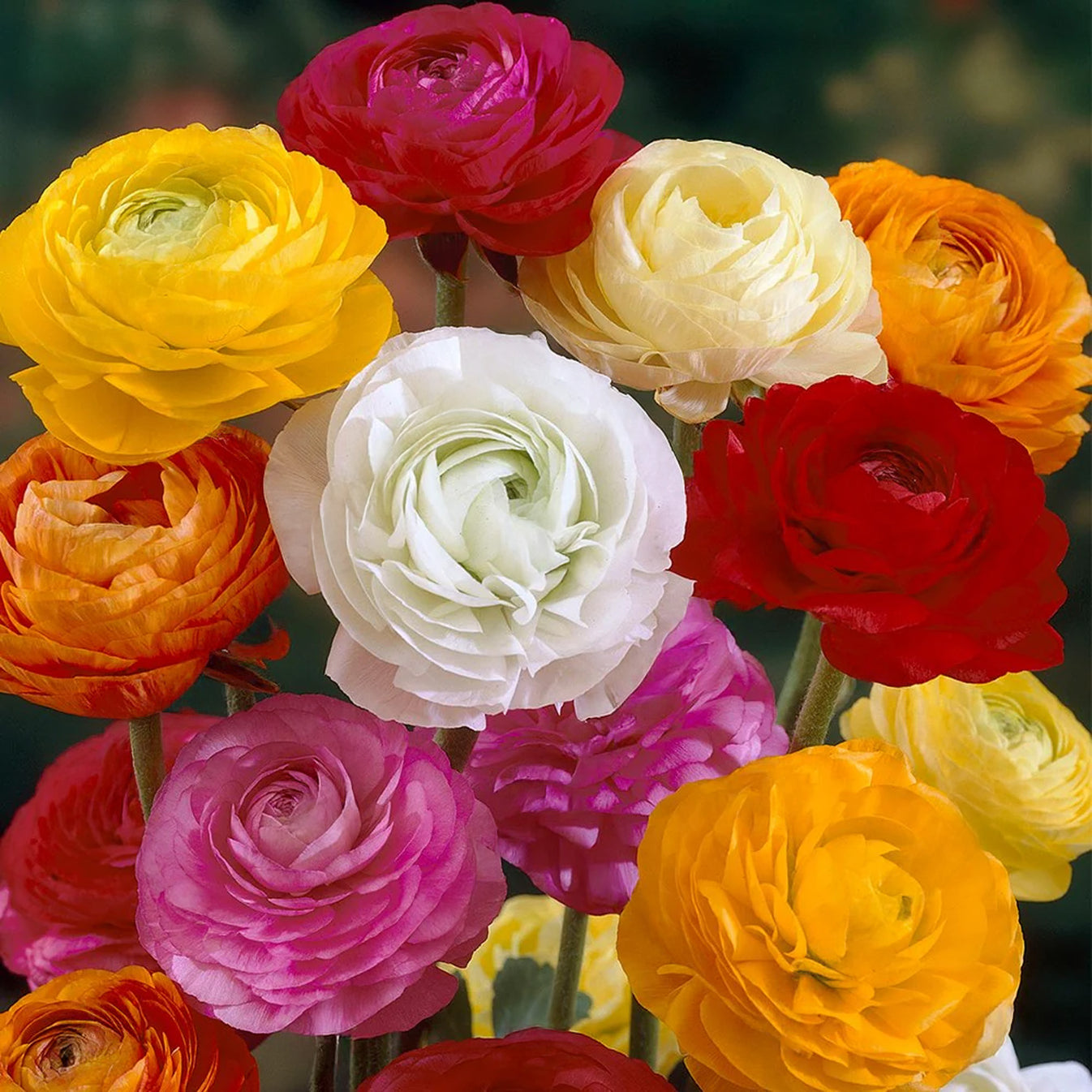 Ranunculus Garden Mix | Paeony – Gardeners Dream