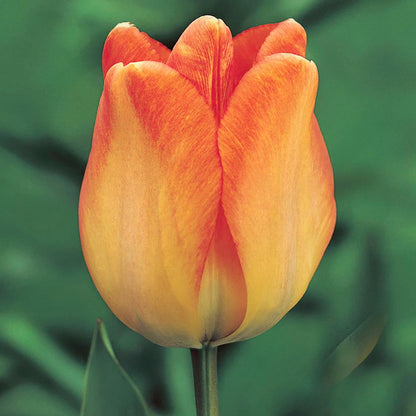 Tulip 'Daydream' | Darwin Hybrid Tulip – Gardeners Dream