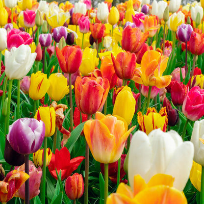 Tulip Garden Mix | Dwarf Tulip – Gardeners Dream