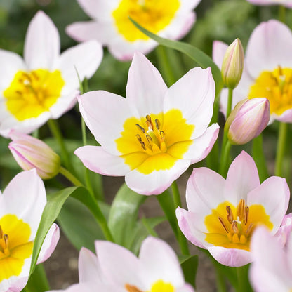 Tulip saxatilis 'Lilac Wonder' | Candia Tulip – Gardeners Dream