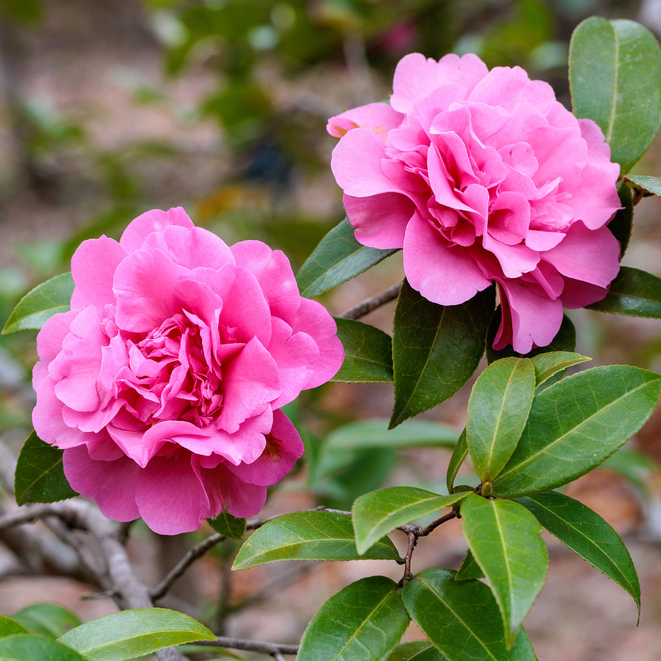 Camellia 'Debbie' | Common Camellia – Gardeners Dream