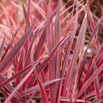 Cordyline 'Festival Raspberry' | Cabbage Palm – Gardeners Dream