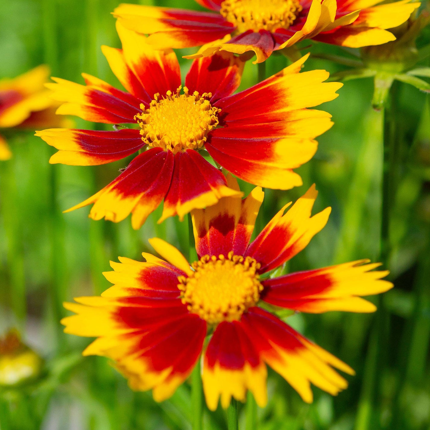Coreopsis 'UpTick Red' | Tickseed – Gardeners Dream