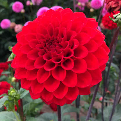 Dahlia Red Cap Bulbs - Bright Red Pompom Summer Flowers – Gardeners Dream