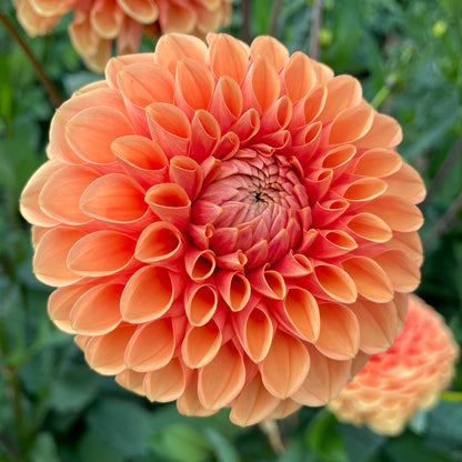 Dahlia Sylvia Bulbs - Orange Summer Flowering Dahlia Tubers – Gardeners ...