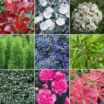 Evergreen Shrub Mix | Mixed Varieties – Gardeners Dream