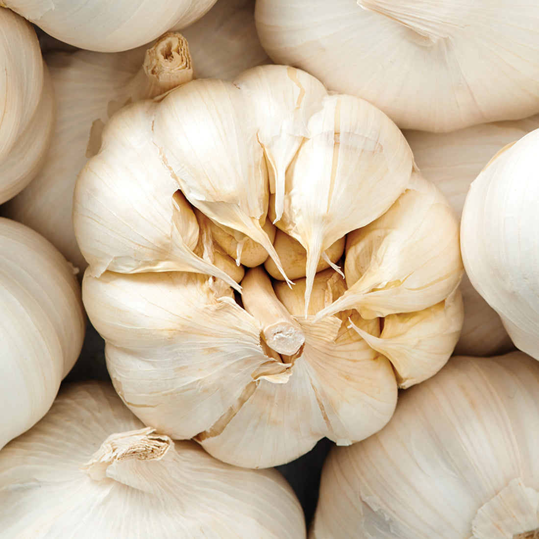 Garcua Garlic Allium Bulbs - Grow Your Own Vegetables – Gardeners Dream