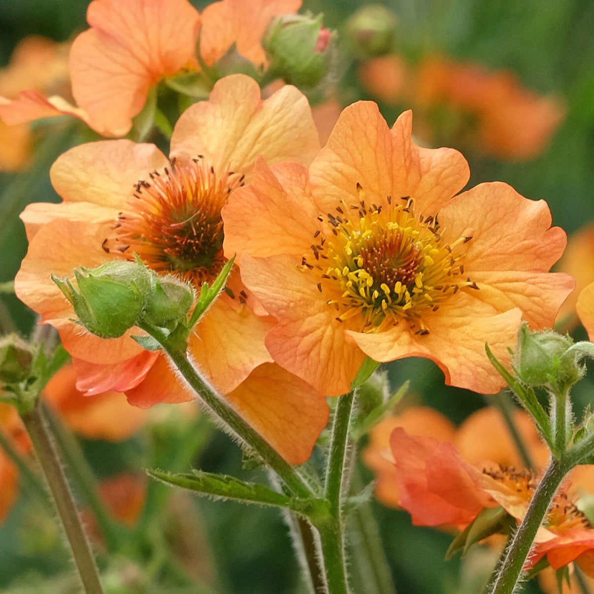 Geum 'Totally Tangerine' | Avens – Gardeners Dream