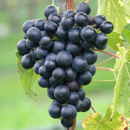 Grape 'Muscat Bleu' | Grape – Gardeners Dream