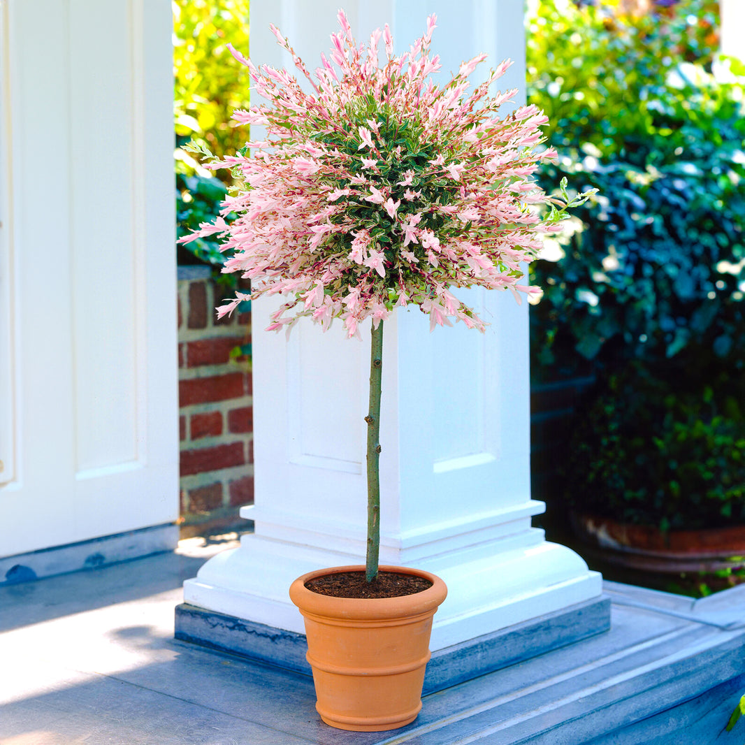 Acer 'Atropurpureum' | Japanese Maple Tree – Gardeners Dream