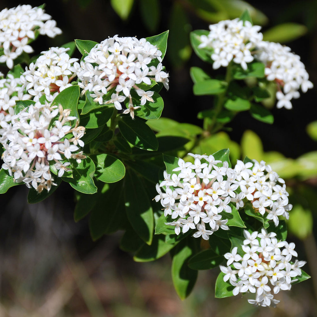 Hebe Albicans Shrubby Veronica Gardeners Dream