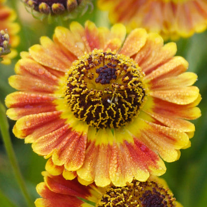 Helenium 'Mariachi Fuego' | Sneezeweed – Gardeners Dream