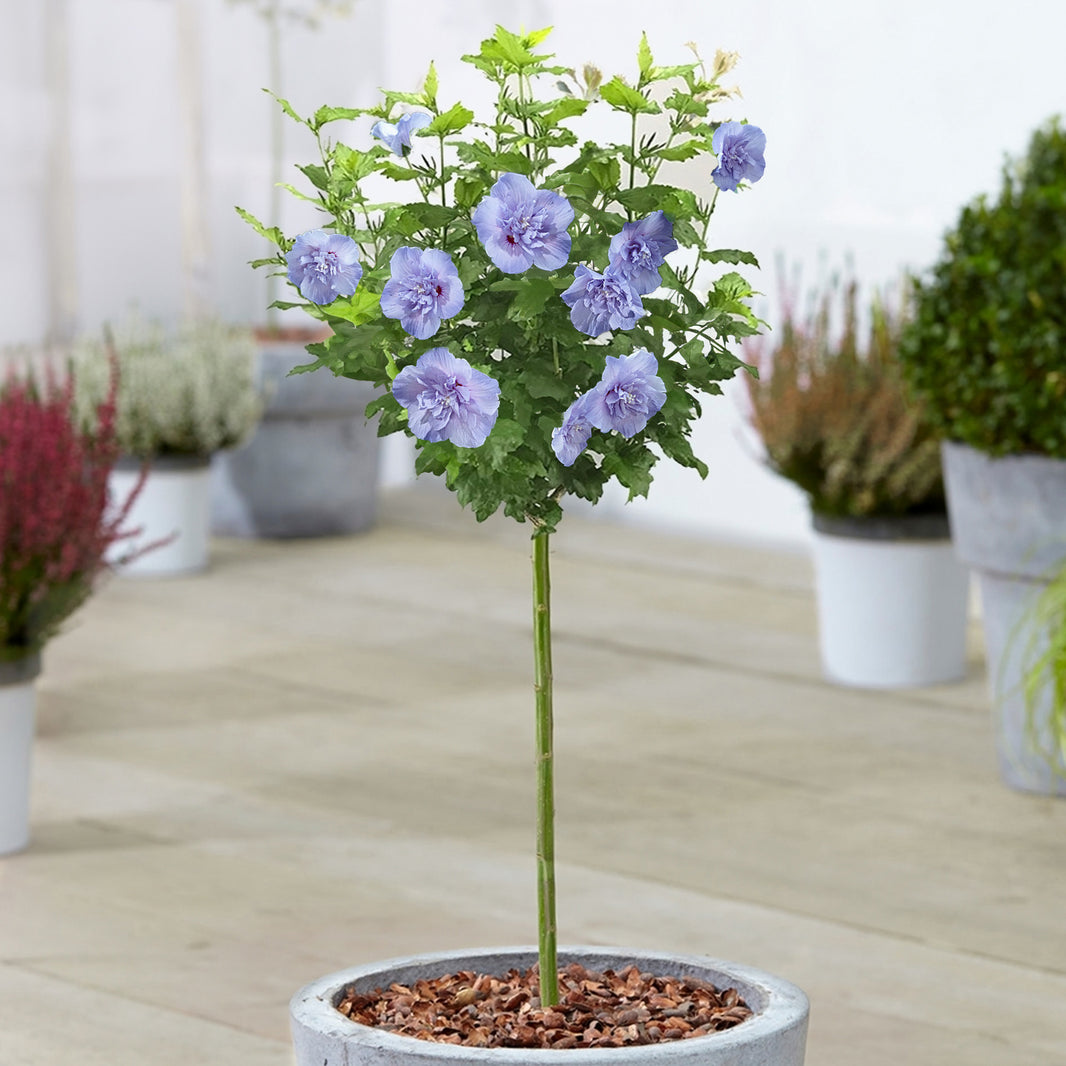 Blue Trees | Blue Flowering Trees | Gardeners Dream