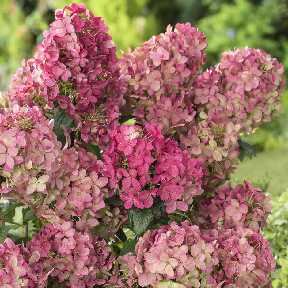 Hydrangea Plants | Hydrangea Shrubs | Gardeners Dream