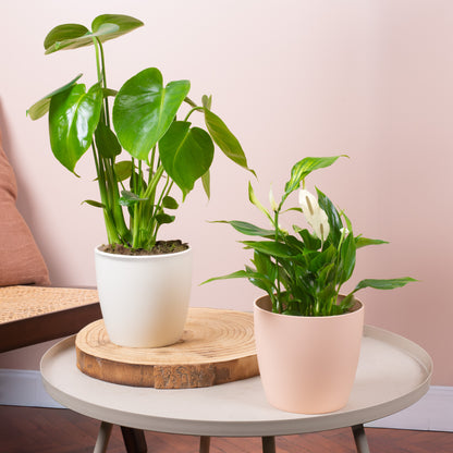 Leaf & Bloom House Plant Bundle | Indoor Plants – Gardeners Dream