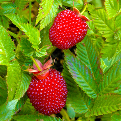 Japanese Sweet Balloon Berry | Rubus illecebrosus – Gardeners Dream