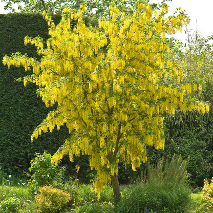 Laburnum 'Vossii' | Golden Chain Tree – Gardeners Dream