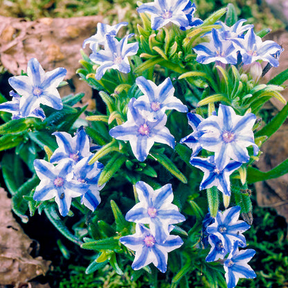 Lithodora 'White Star' | Gromwell – Gardeners Dream