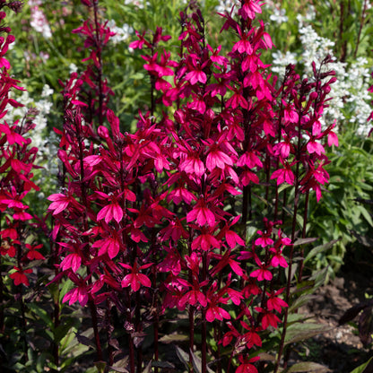 Lobelia 'Starship Rose' | Cardinal Flower – Gardeners Dream